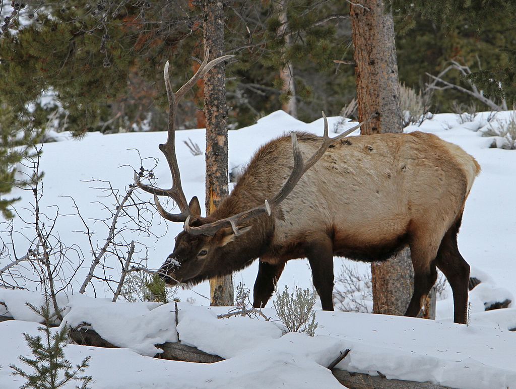 Wolf and Elk in Yellowstone | Instructional Resources
