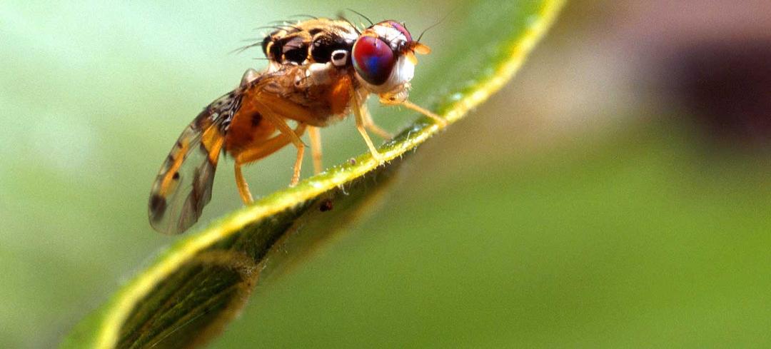 Medfly Lifespan | Instructional Resources