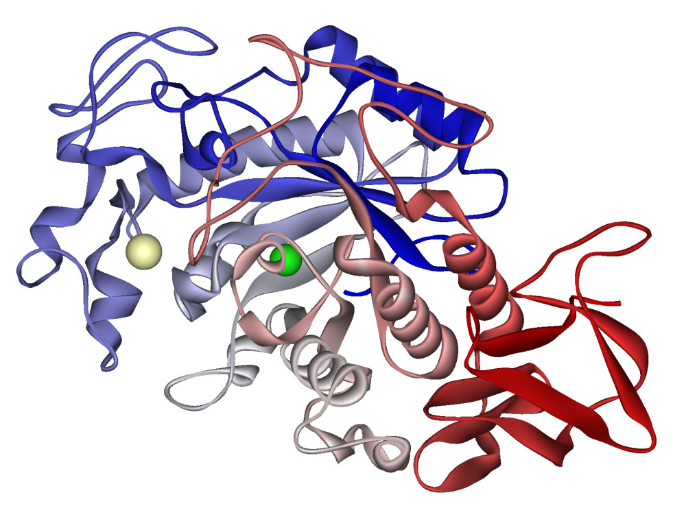 Amylase Production (Part 1) | Instructional Resources